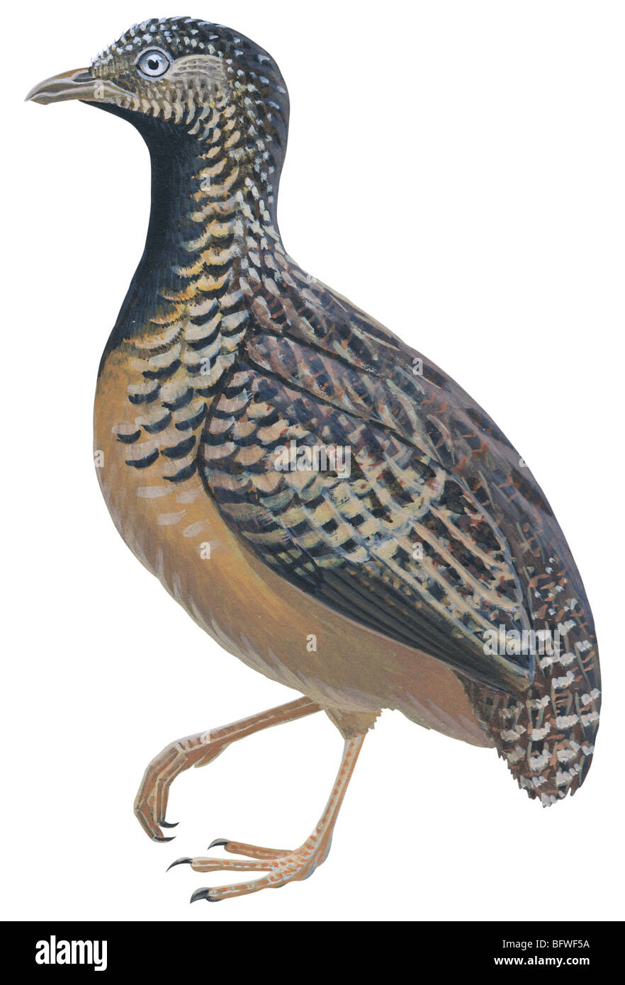 Quail illustration hi-res stock photography and images - Alamy
