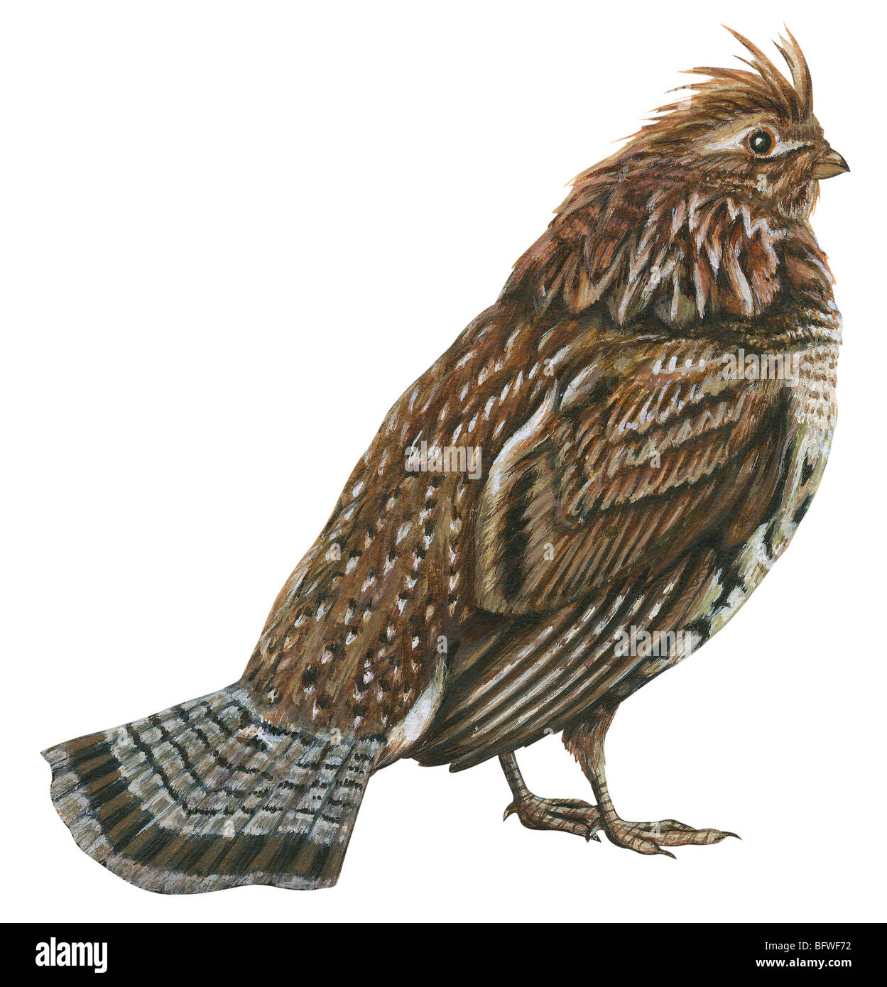Art Ruffed Grouse High Resolution Stock Photography and Images - Alamy