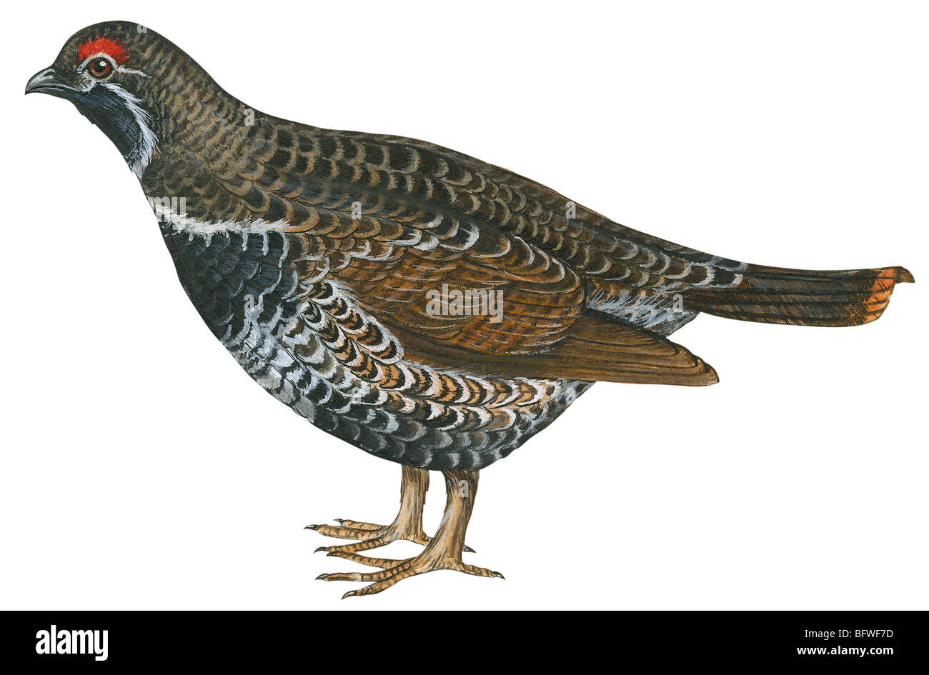 Ruffed Grouse Outline