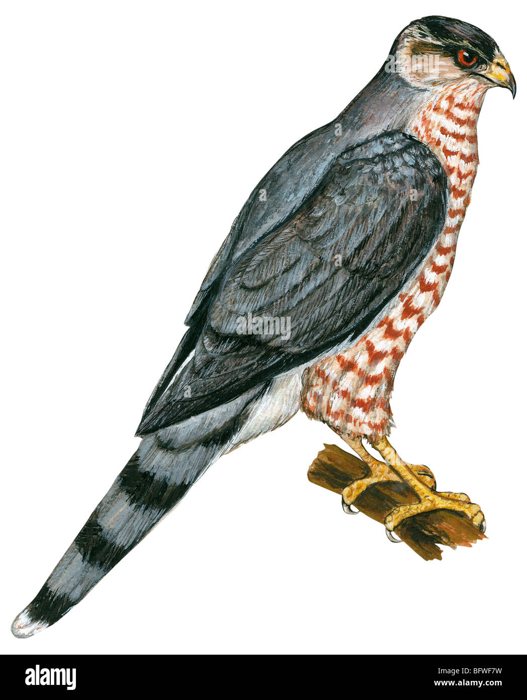 Coopers hi-res stock photography and images - Alamy