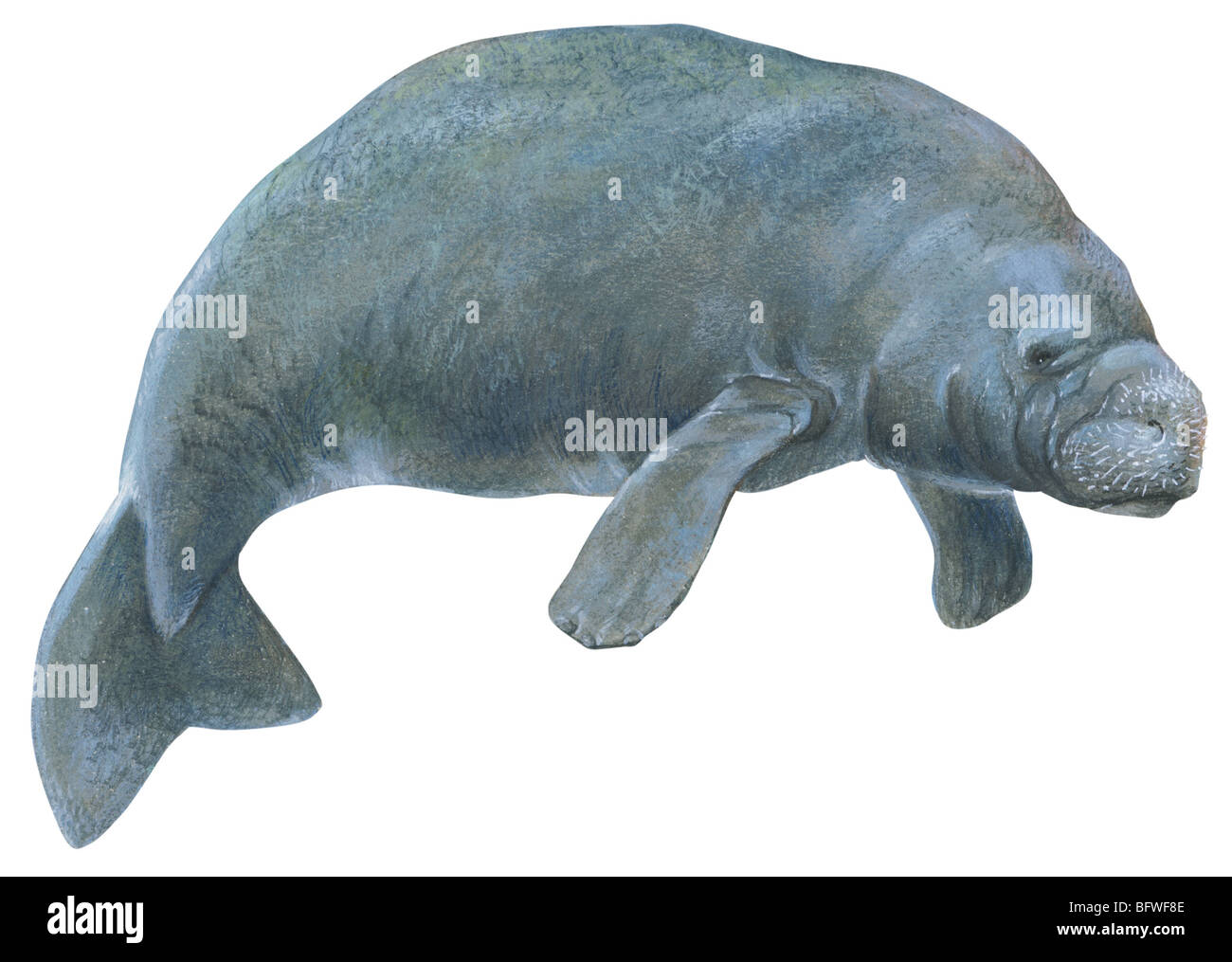 Indian dugong hi-res stock photography and images - Alamy