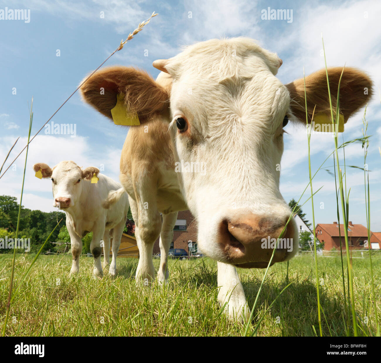 Cows in field Stock Photo - Alamy