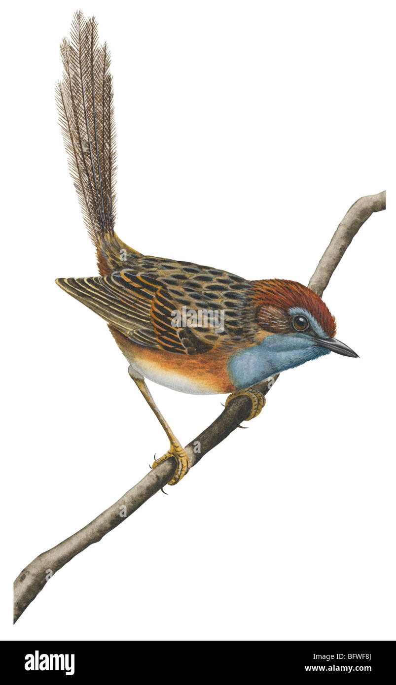 Southern emu wren hi-res stock photography and images - Alamy