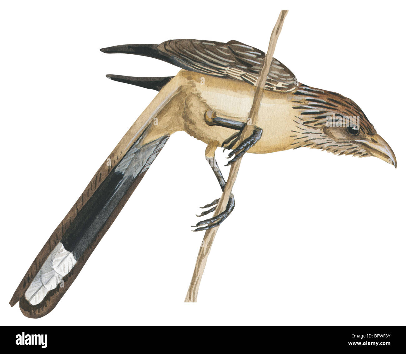 Cuckoo drawing hi-res stock photography and images - Alamy