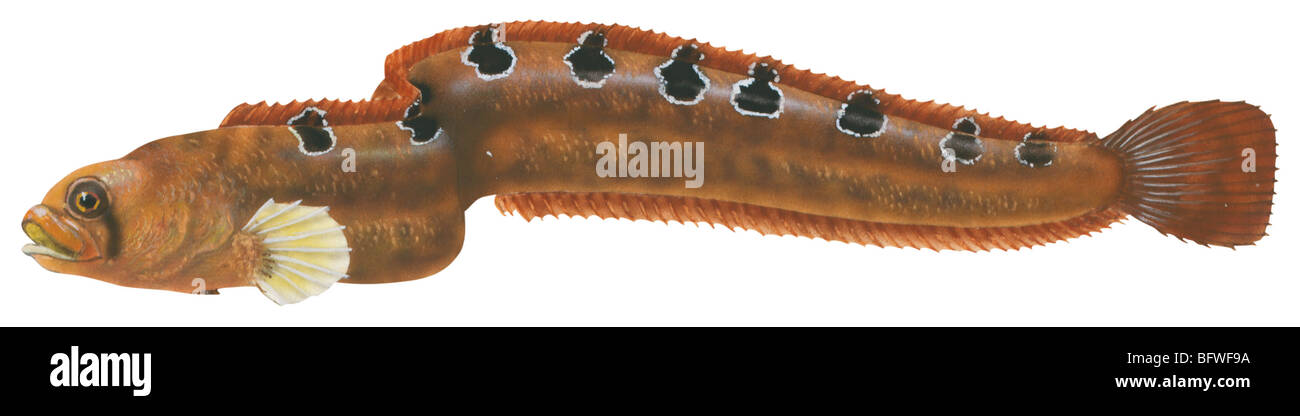 Gunnel fish hi-res stock photography and images - Alamy