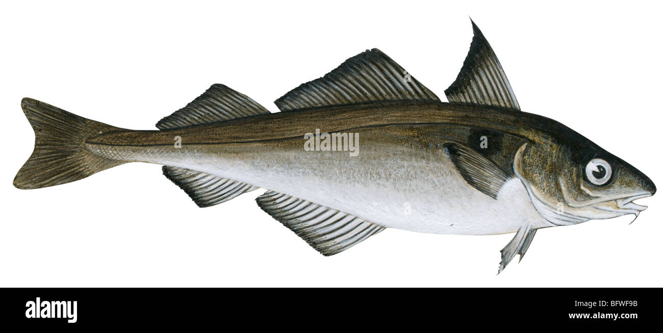 Atlantic cod drawing hi-res stock photography and images - Alamy