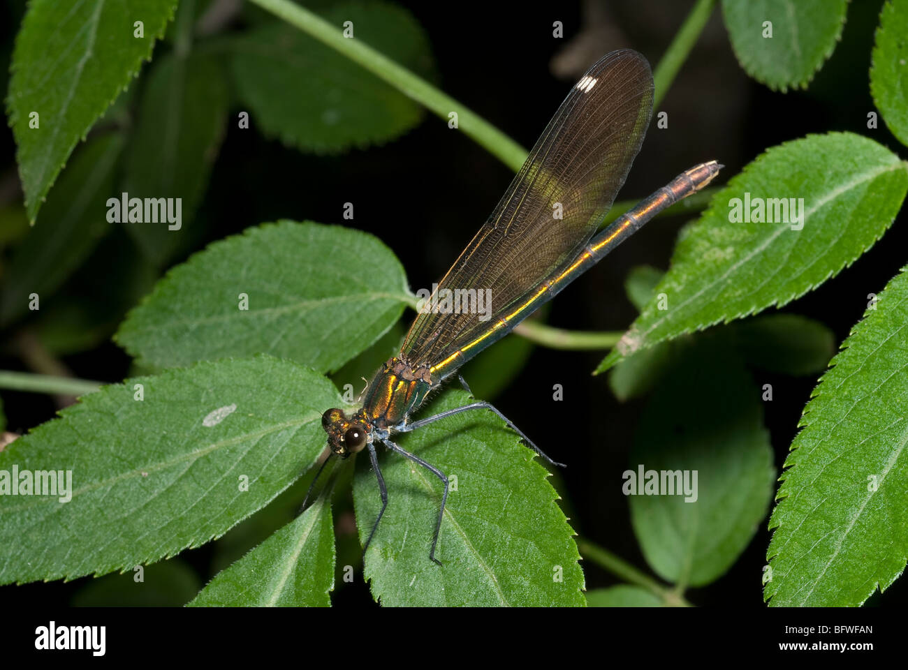 Jenne hi-res stock photography and images - Alamy