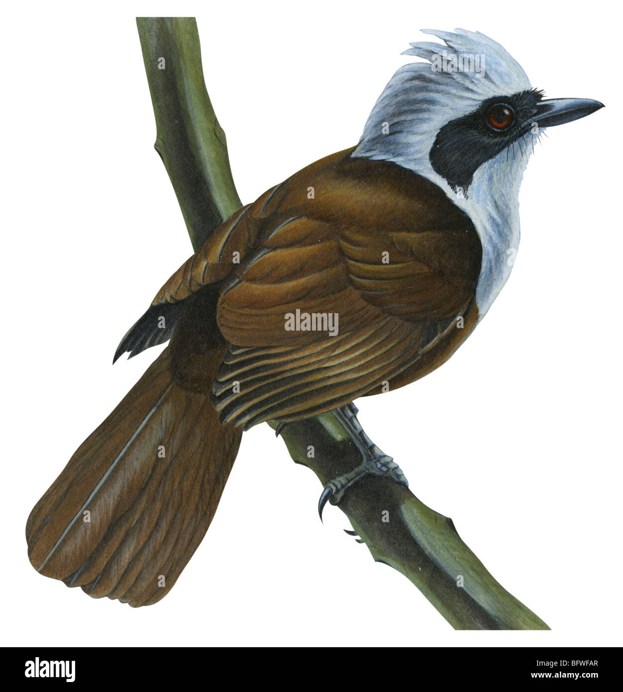 White Crested Laughingthrush Garrulax Leucolophus High Resolution Stock ...