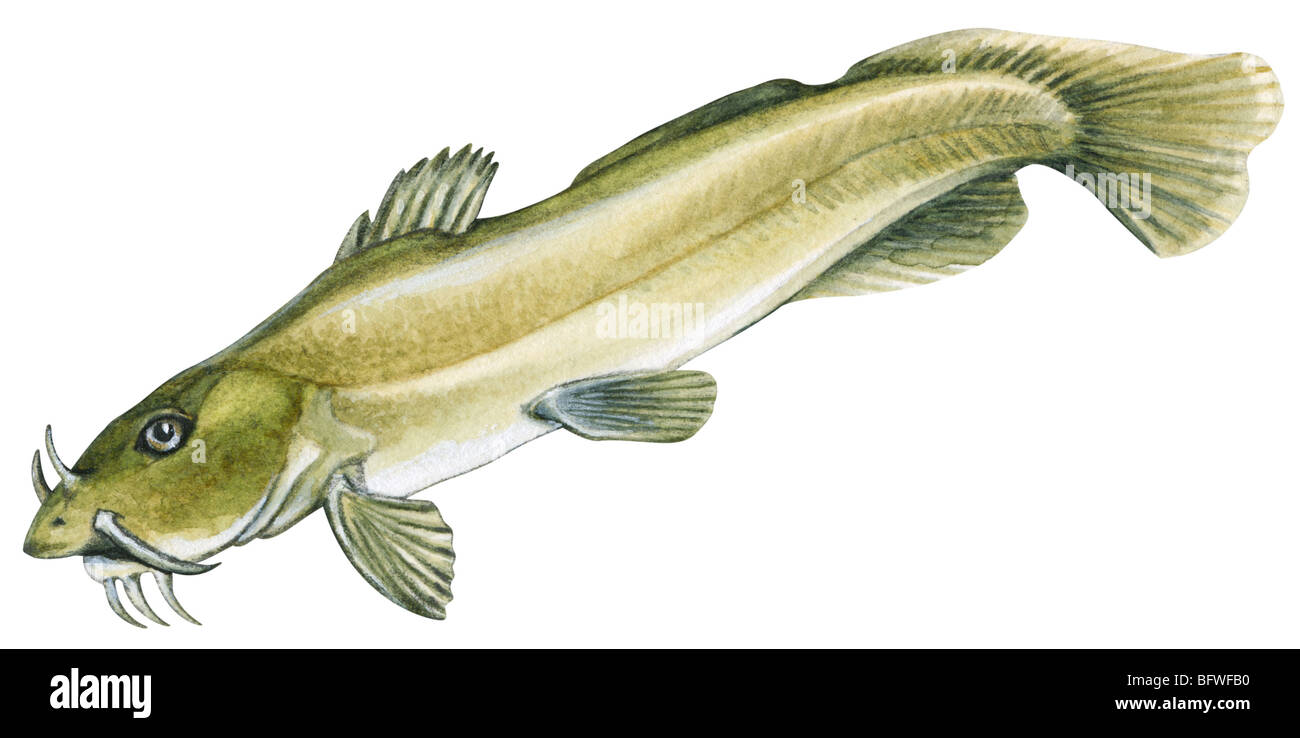 North american freshwater catfish ictaluridae hi-res stock photography ...