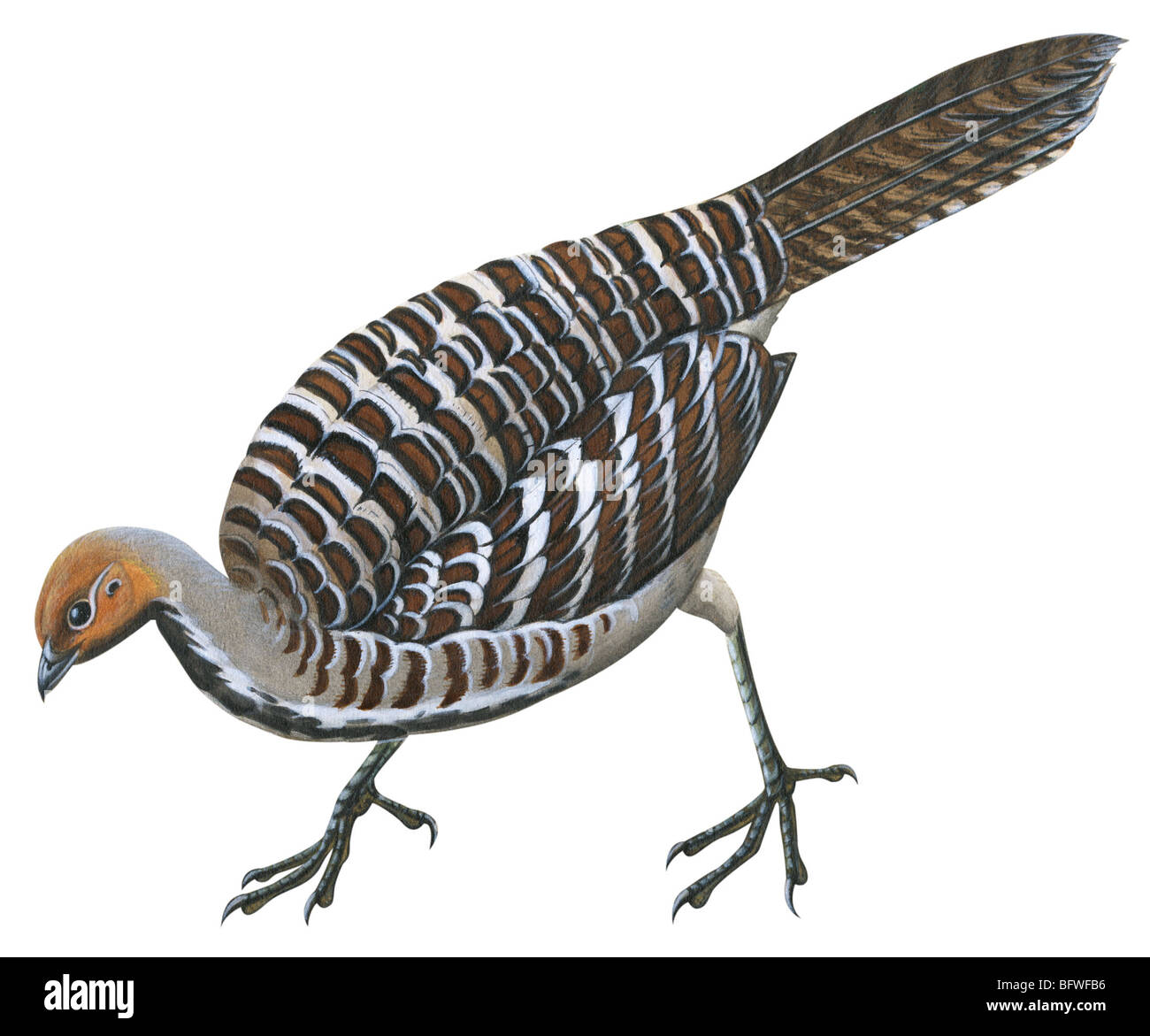 Mallee art Cut Out Stock Images & Pictures - Alamy