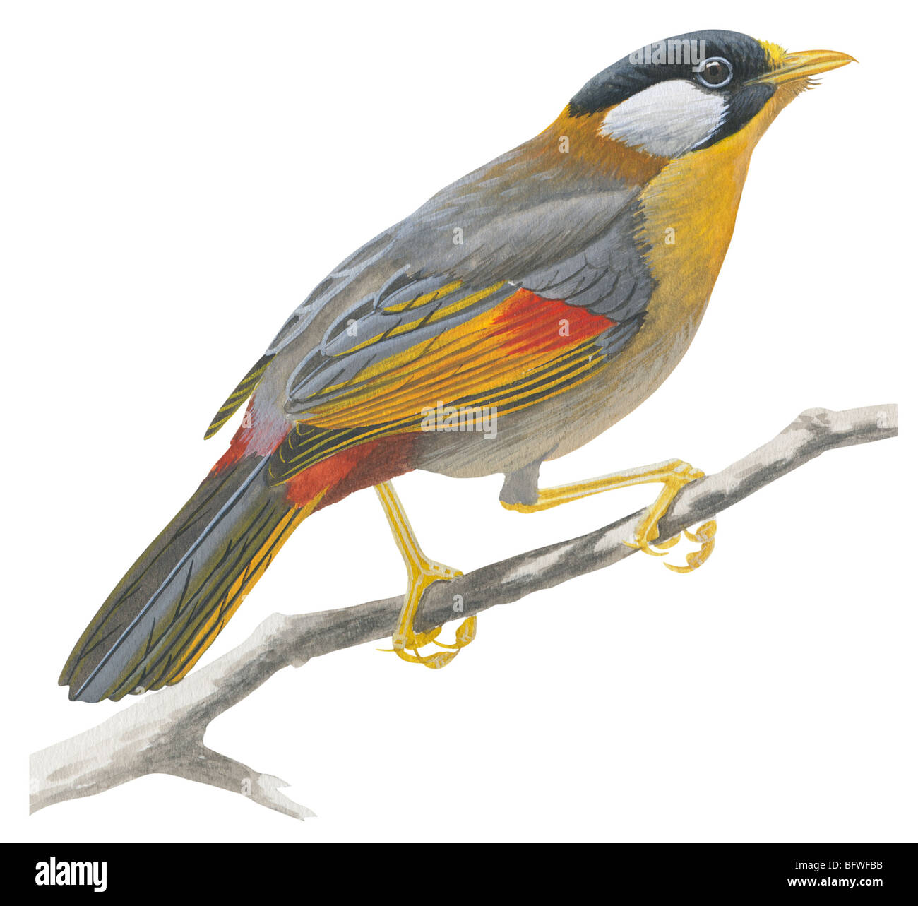 Silver animals hi-res stock photography and images - Alamy