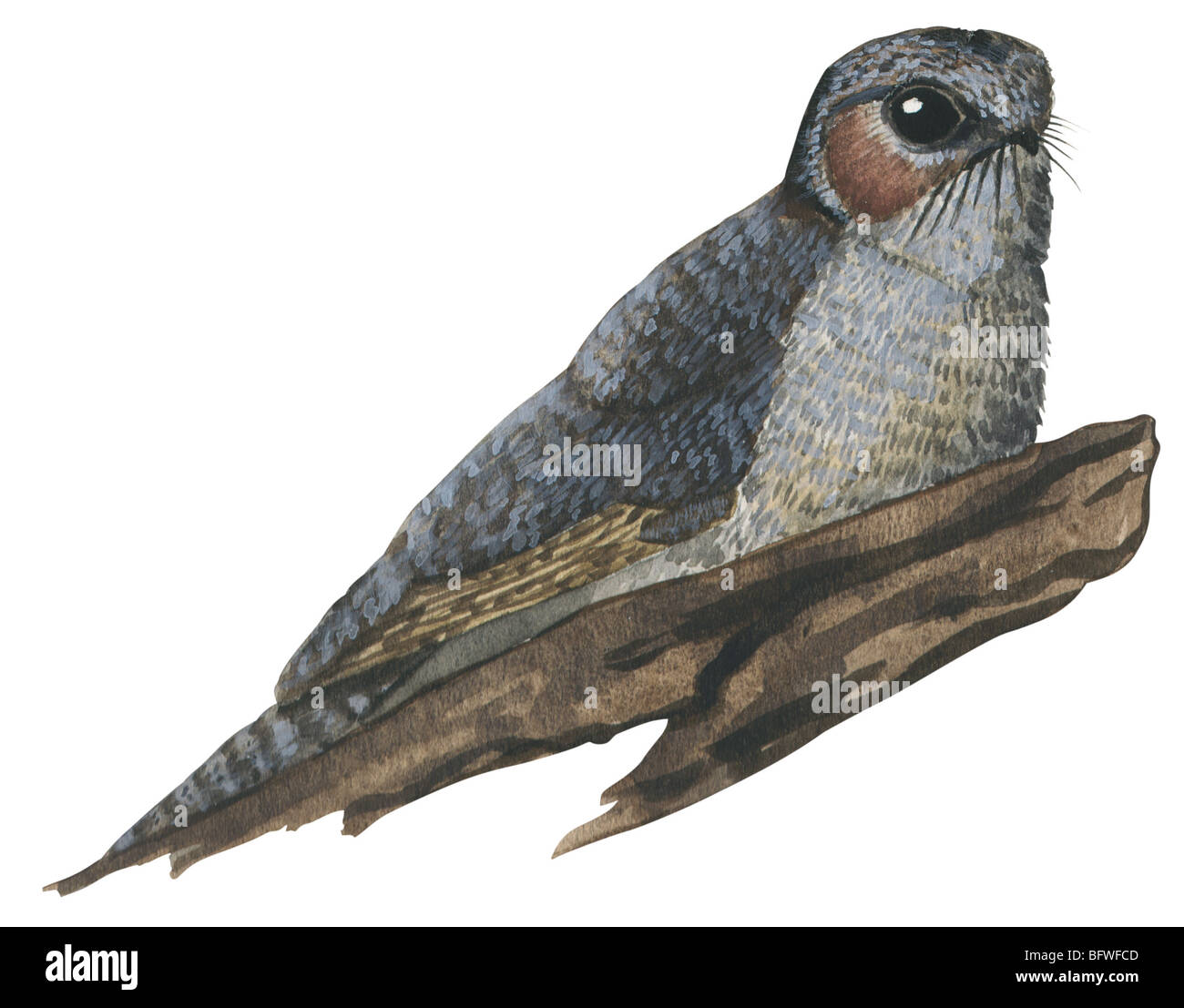 Nightjar illustration hi-res stock photography and images - Alamy