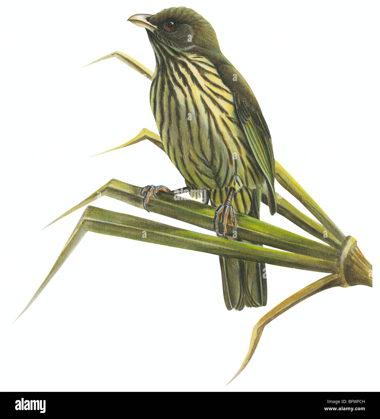 Chat d hi-res stock photography and images - Alamy