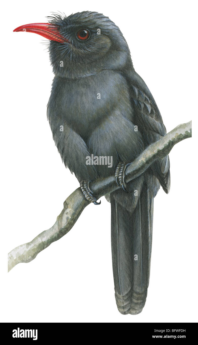 Black-fronted nun bird Stock Photo - Alamy