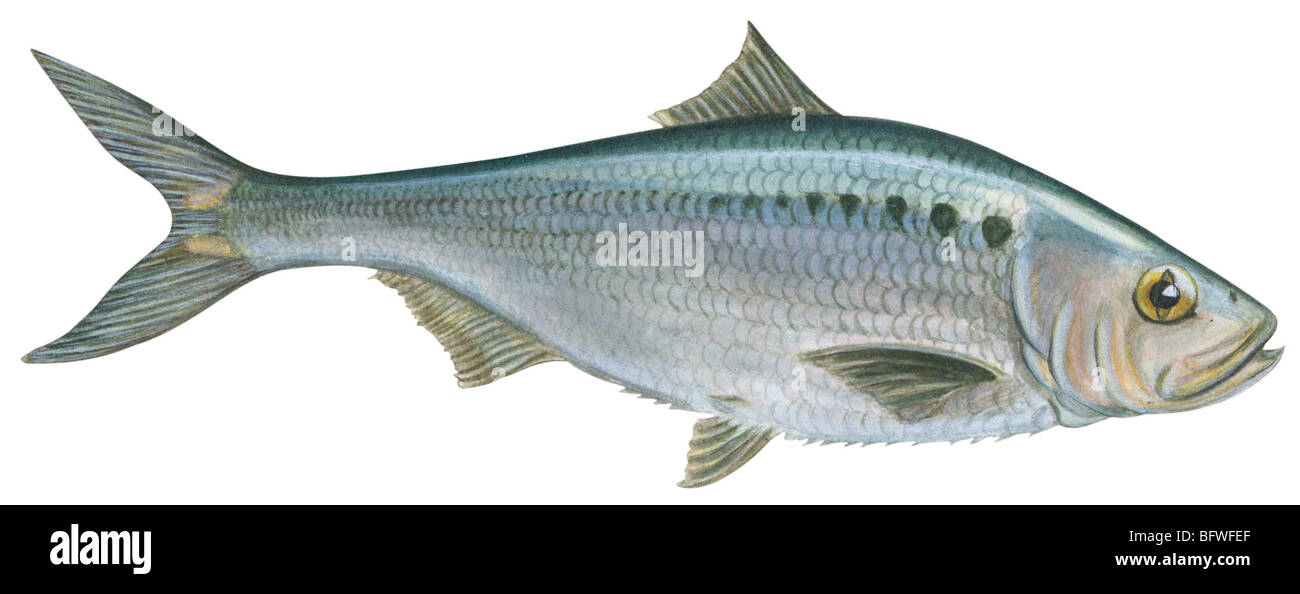 American shad hi-res stock photography and images - Alamy