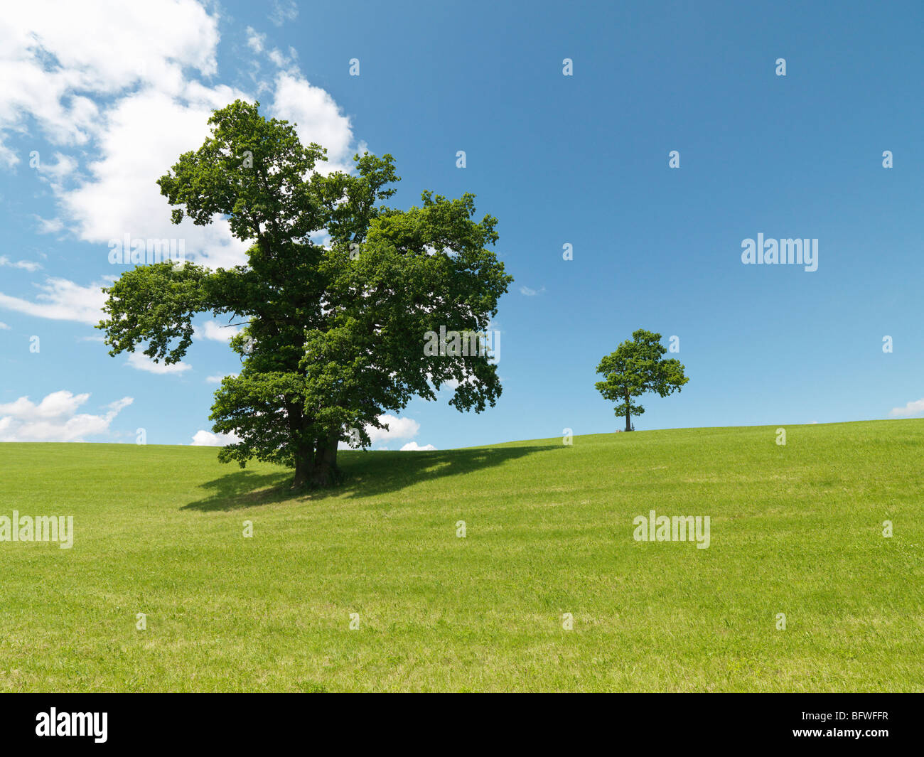 Outside Outdoors Nature Vegetation Grass High Resolution Stock ...