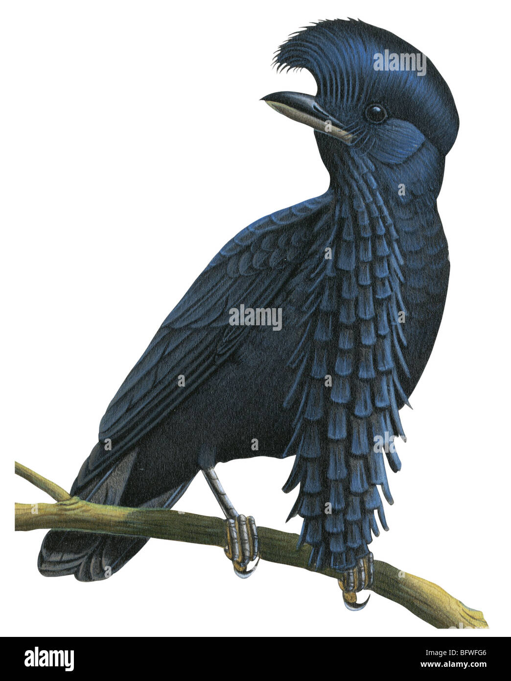 Long-wattled umbrellabird Stock Photo - Alamy