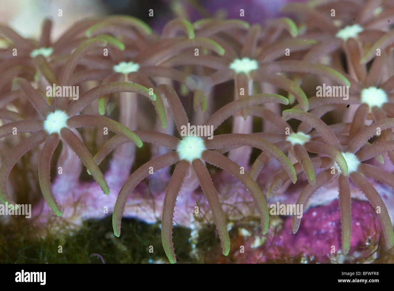 Alcyonaria hi-res stock photography and images - Alamy