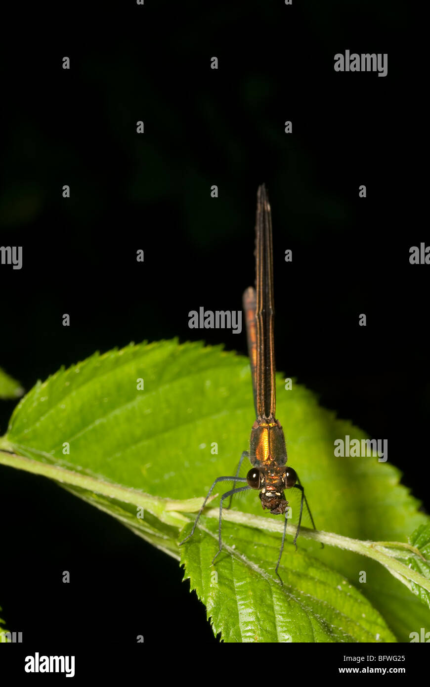 Jenne hi-res stock photography and images - Alamy