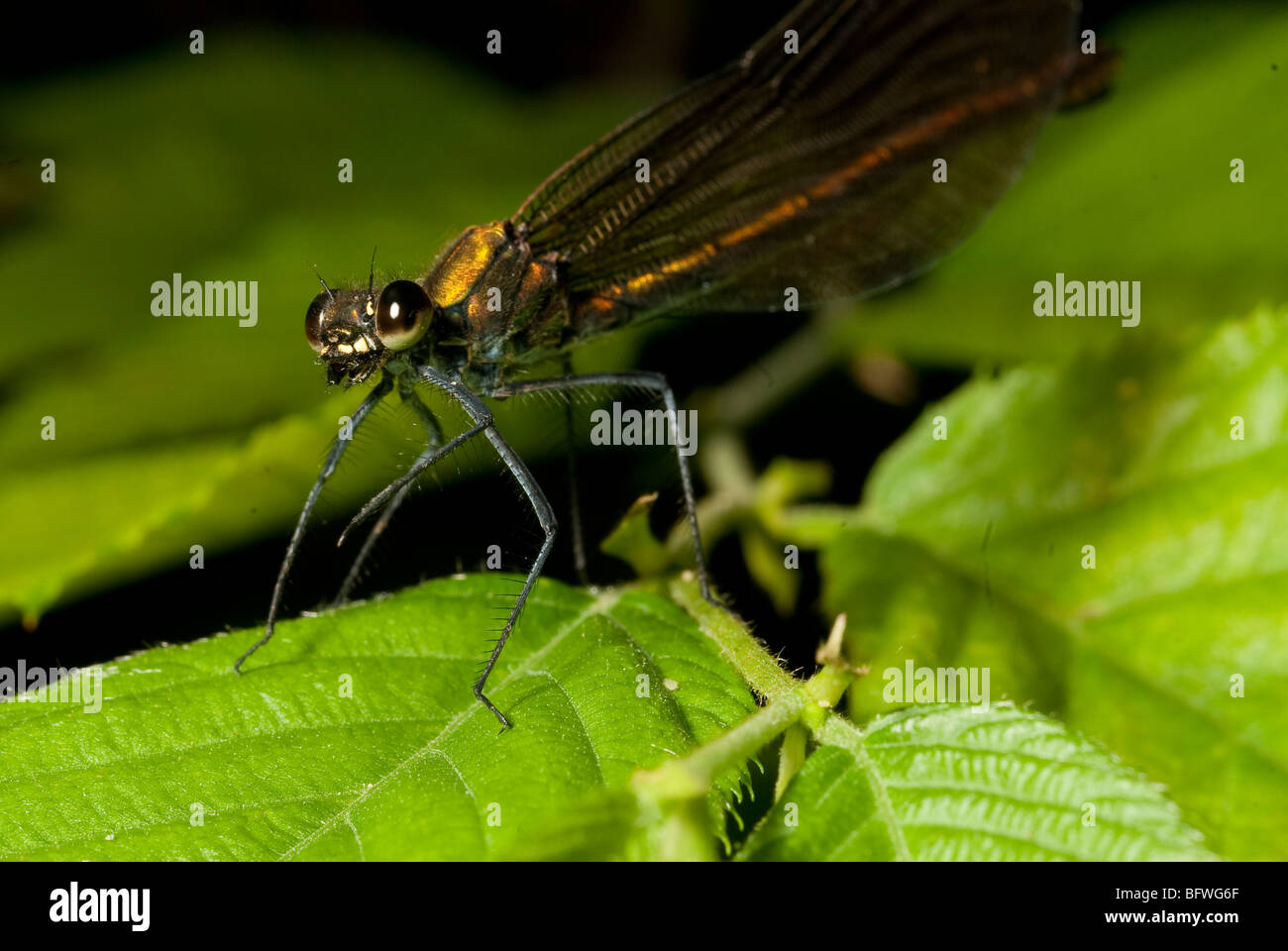 Jenne hi-res stock photography and images - Alamy