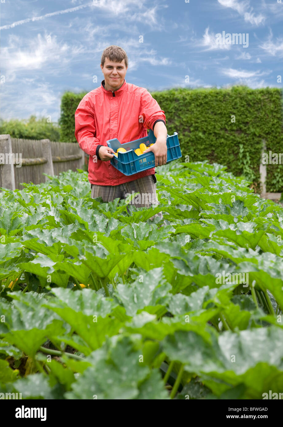 man harvesting yellow zucchini Stock Photo - Alamy