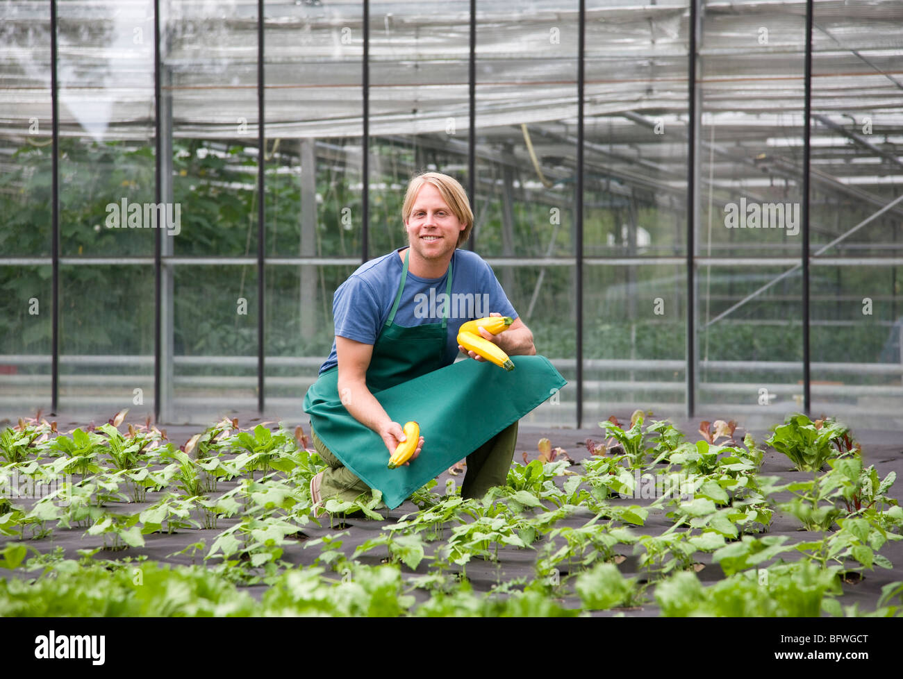 man harvesting yellow zucchini Stock Photo - Alamy