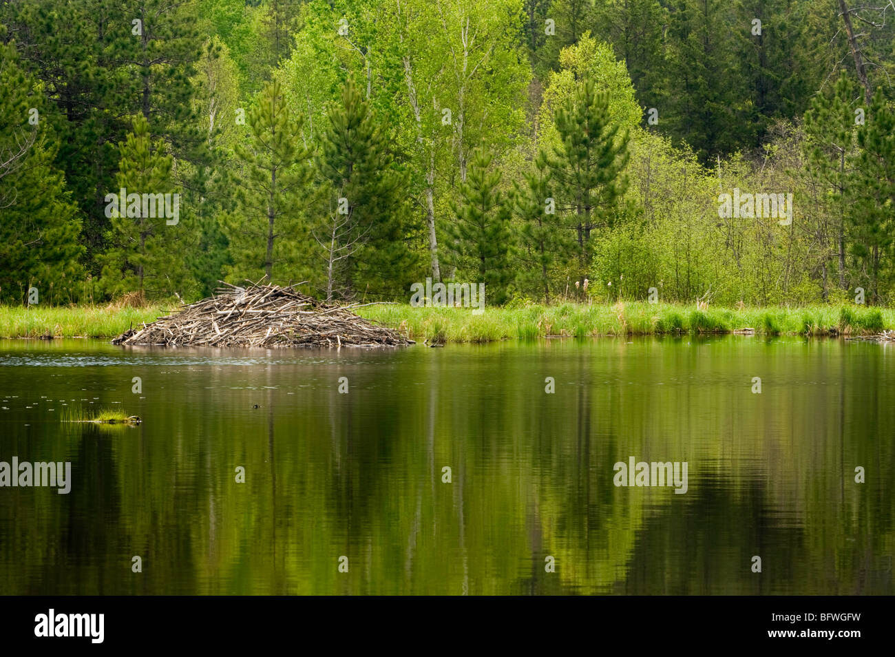 Beaver pond with spring foliage reflected, Greater Sudbury, Ontario ...