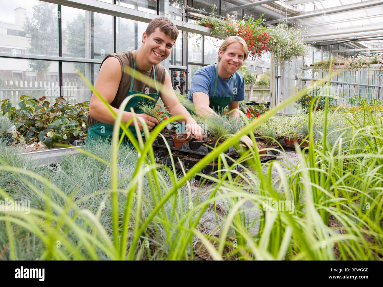 two men caring for plants Stock Photo - Alamy