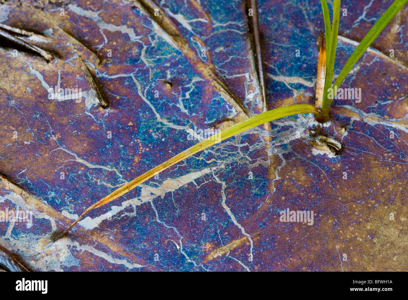 Colourful oil spill in roadside ditch with emerging grasses, Greater ...