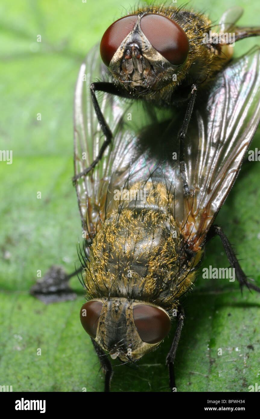 Flies mating showing the structure of their compound eyes Stock Photo ...