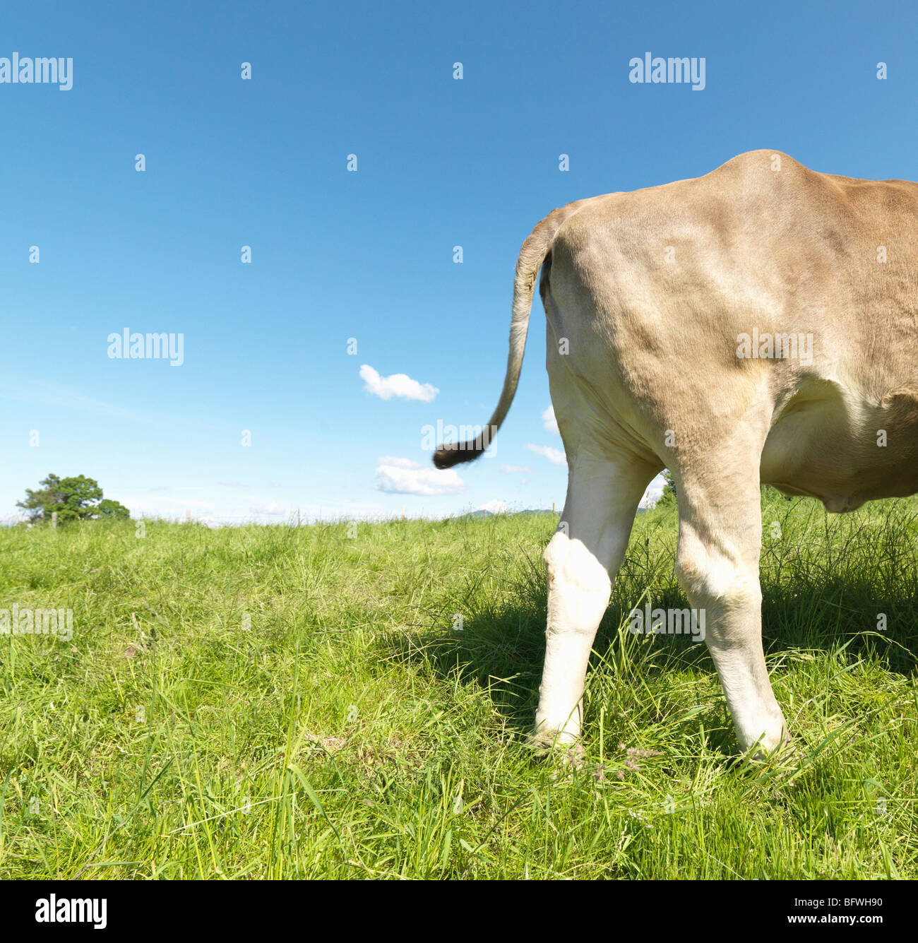 Rear end dairy cow hi-res stock photography and images - Alamy