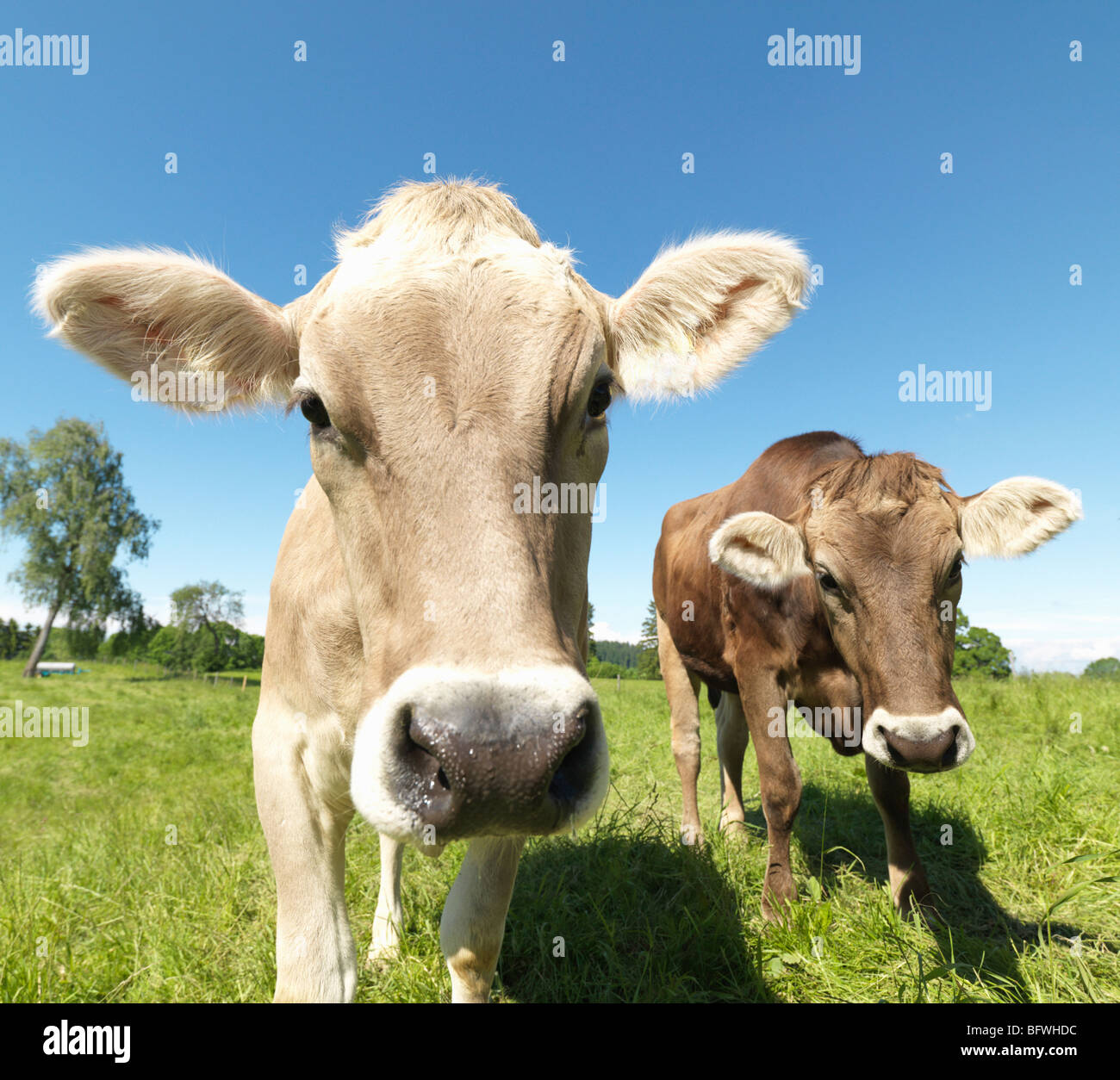 Cows in field Stock Photo - Alamy