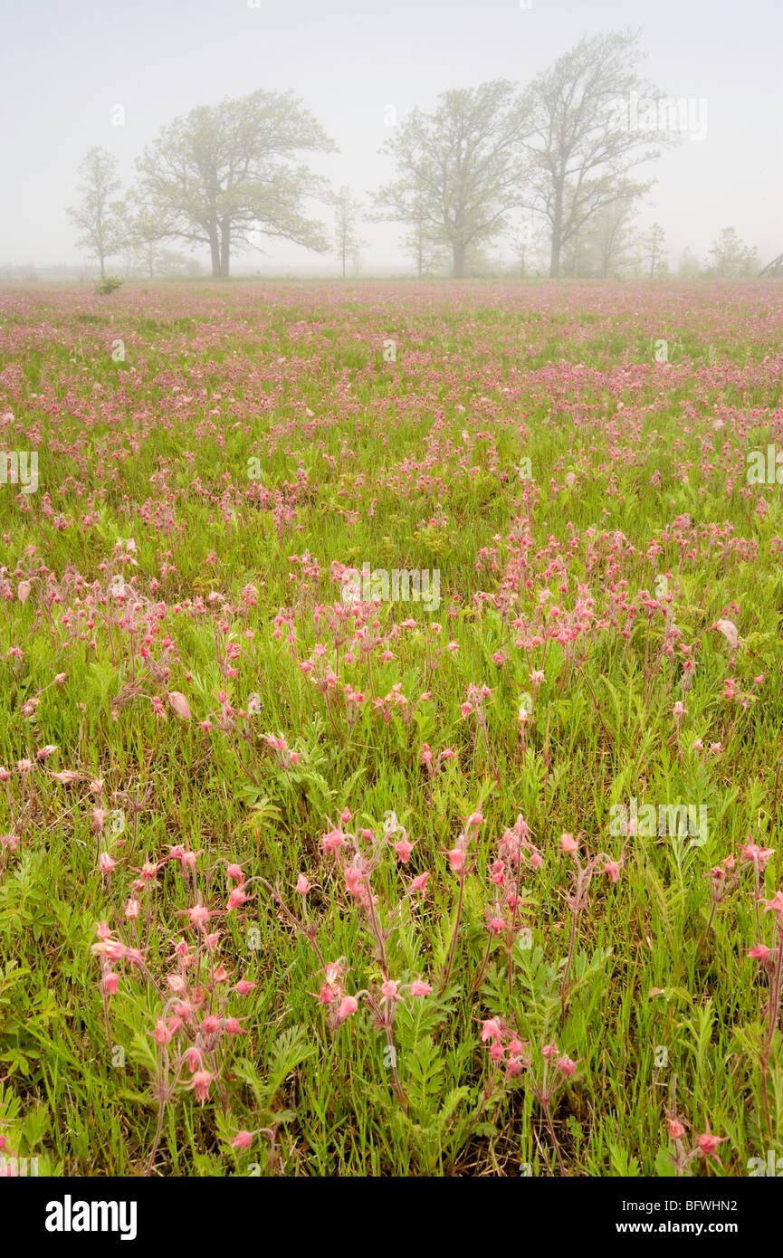 Flowering prairie smoke and oak trees in light fog, near Little Current ...
