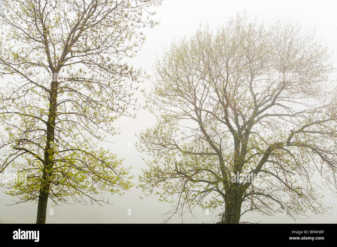 Maple trees with emerging foliage in light fog, near Little Current ...