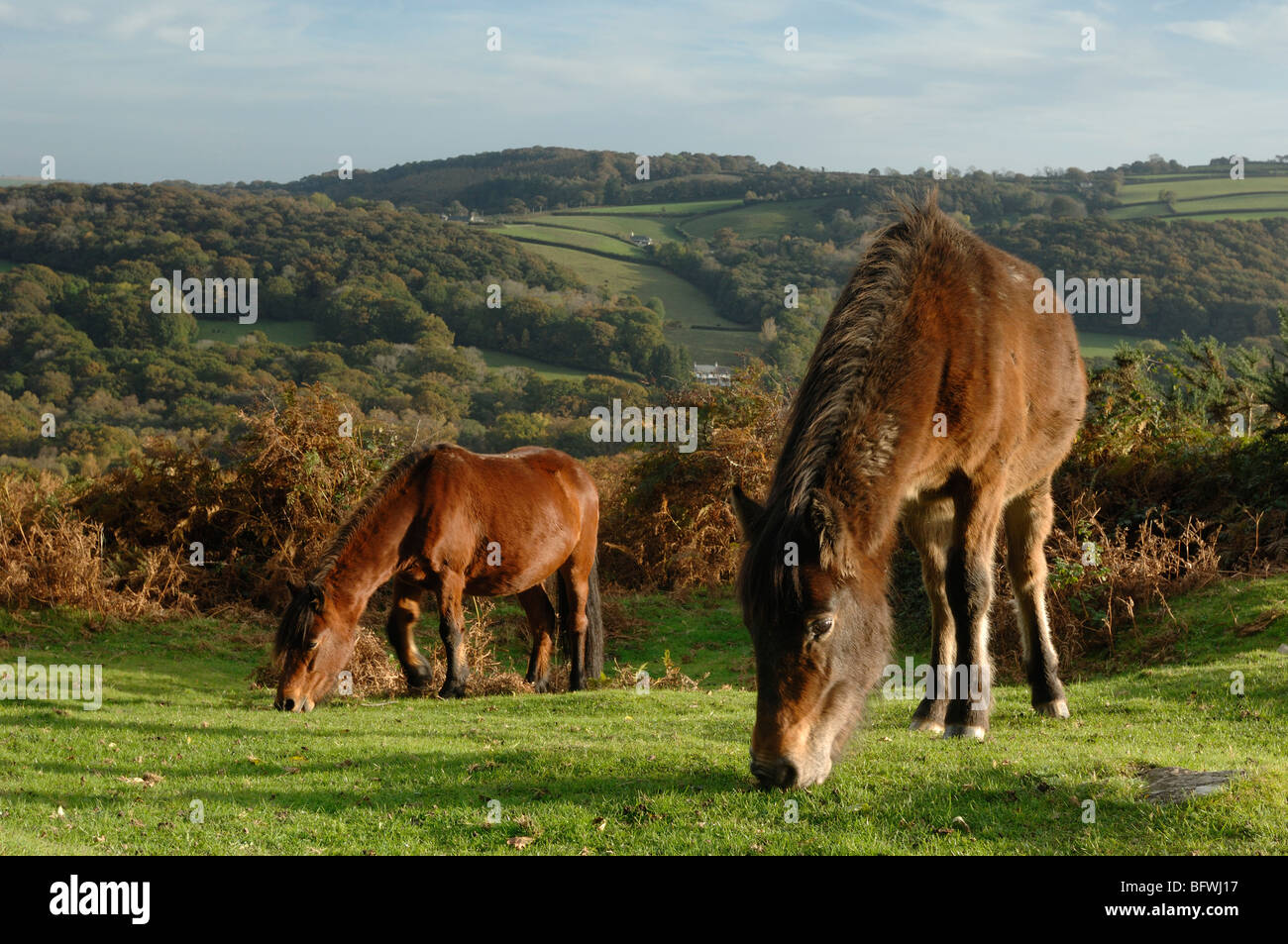 Hill ponies on dartmoor hi-res stock photography and images - Alamy