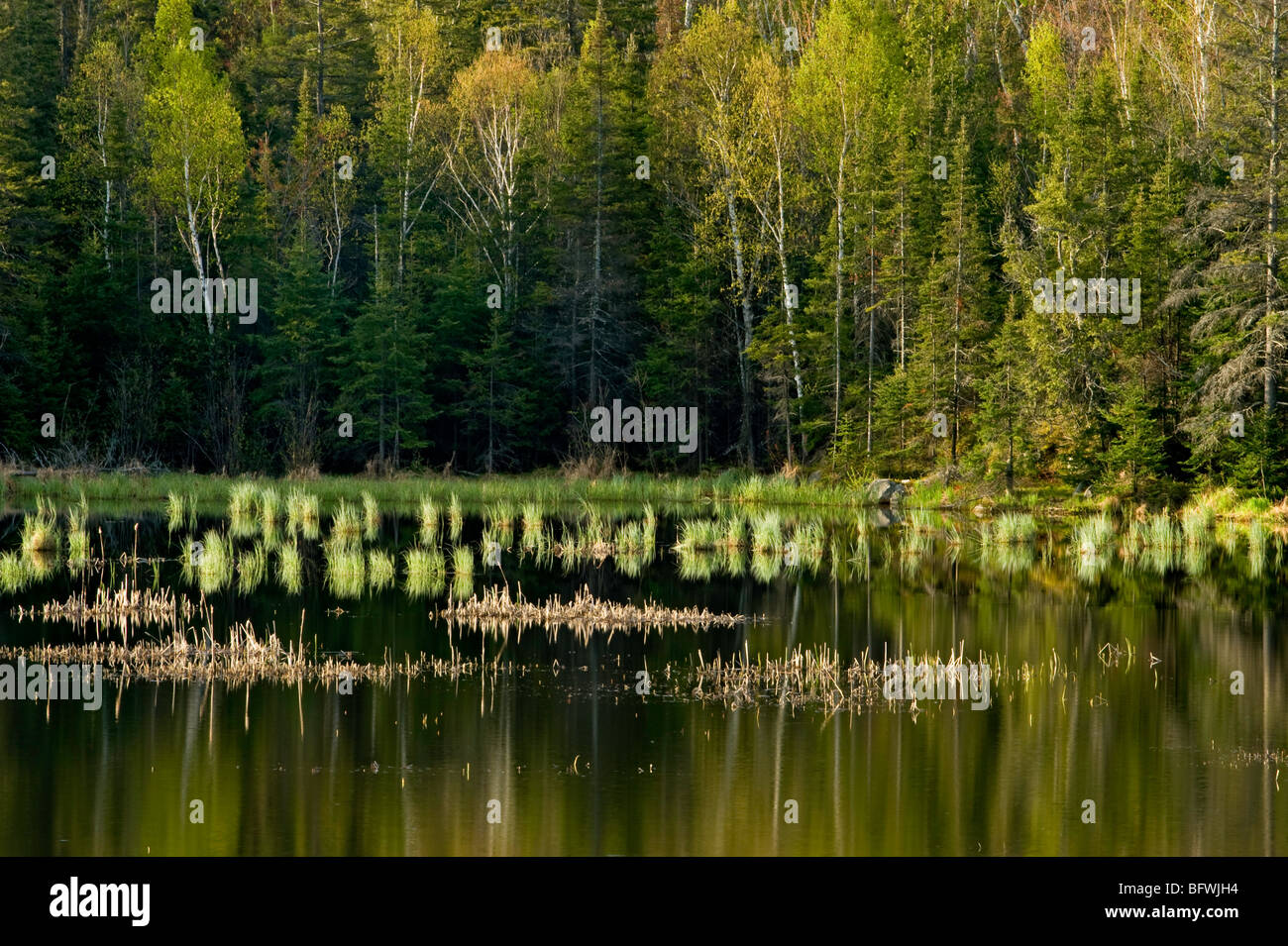 Ponds beaverponds hi-res stock photography and images - Alamy