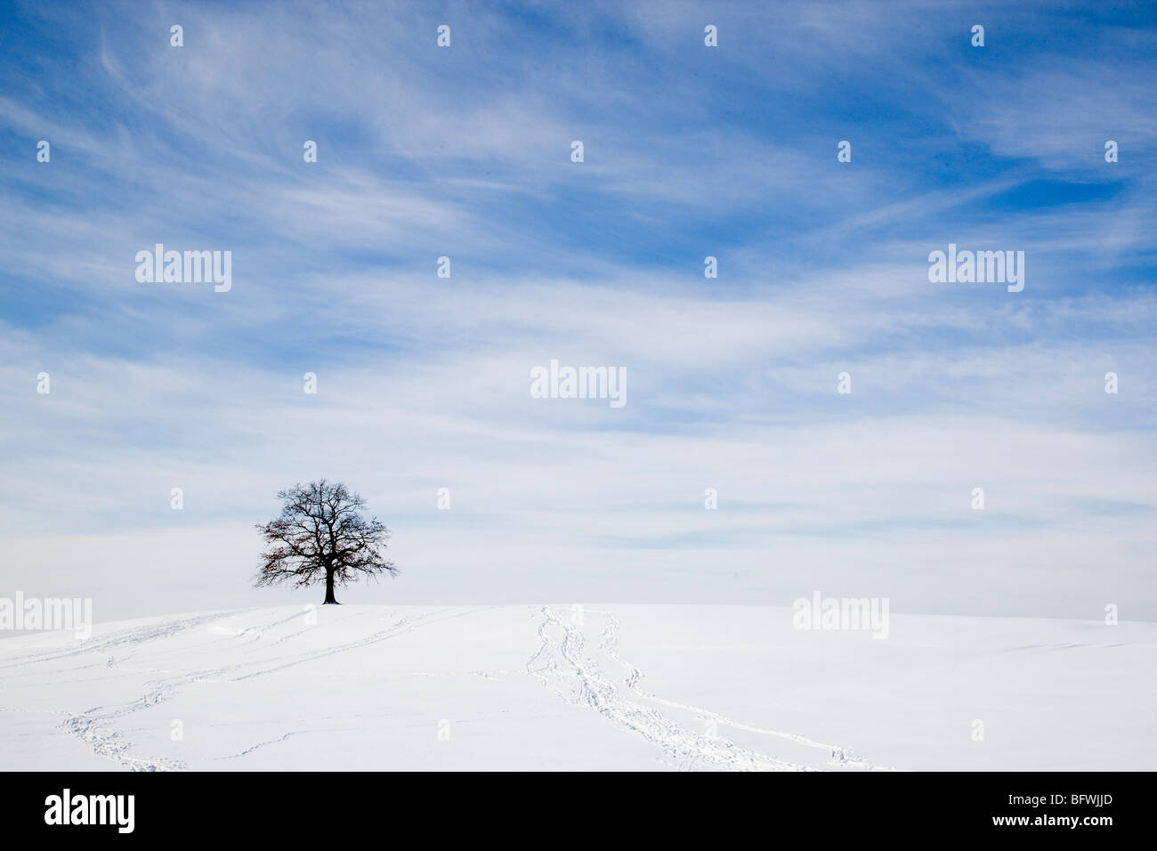 oak tree on snowy hill in winter Stock Photo - Alamy
