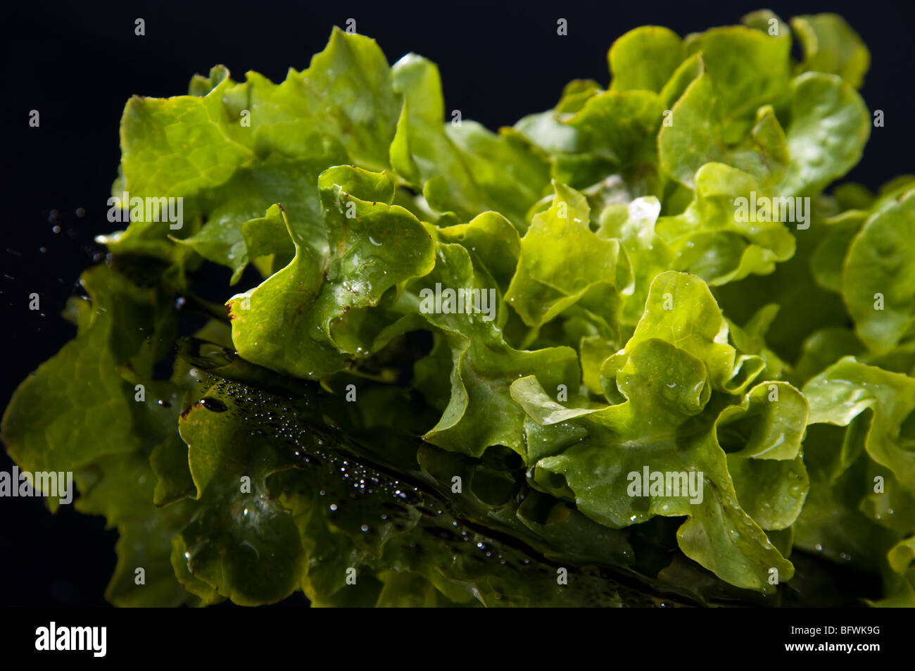 The lettuce plant has a short stem initially (a rosette growth habit ...