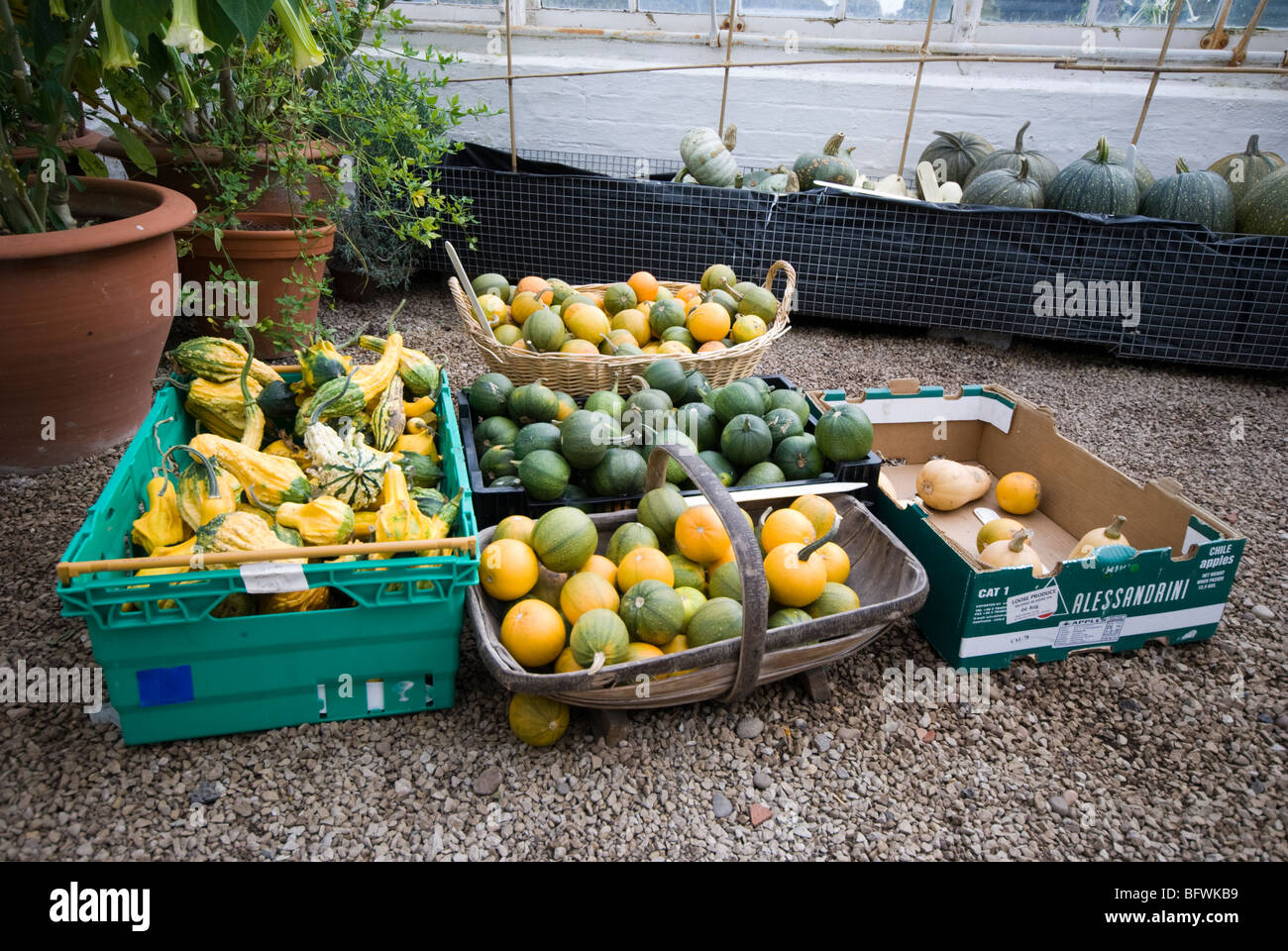 A display of various small gourds in baskets and boxes Stock Photo - Alamy