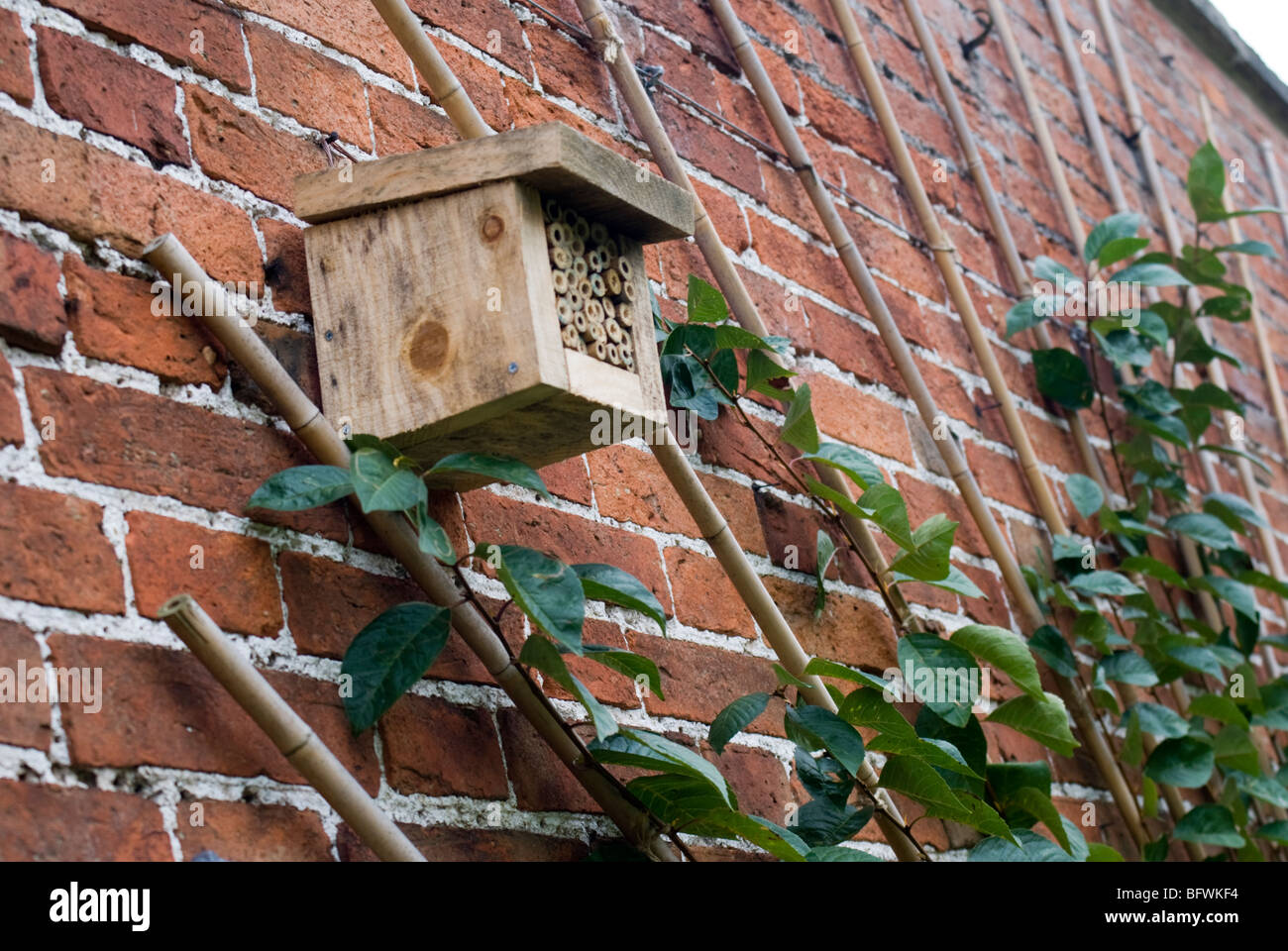 Solitary bee nest box fixed to garden wall Stock Photo - Alamy
