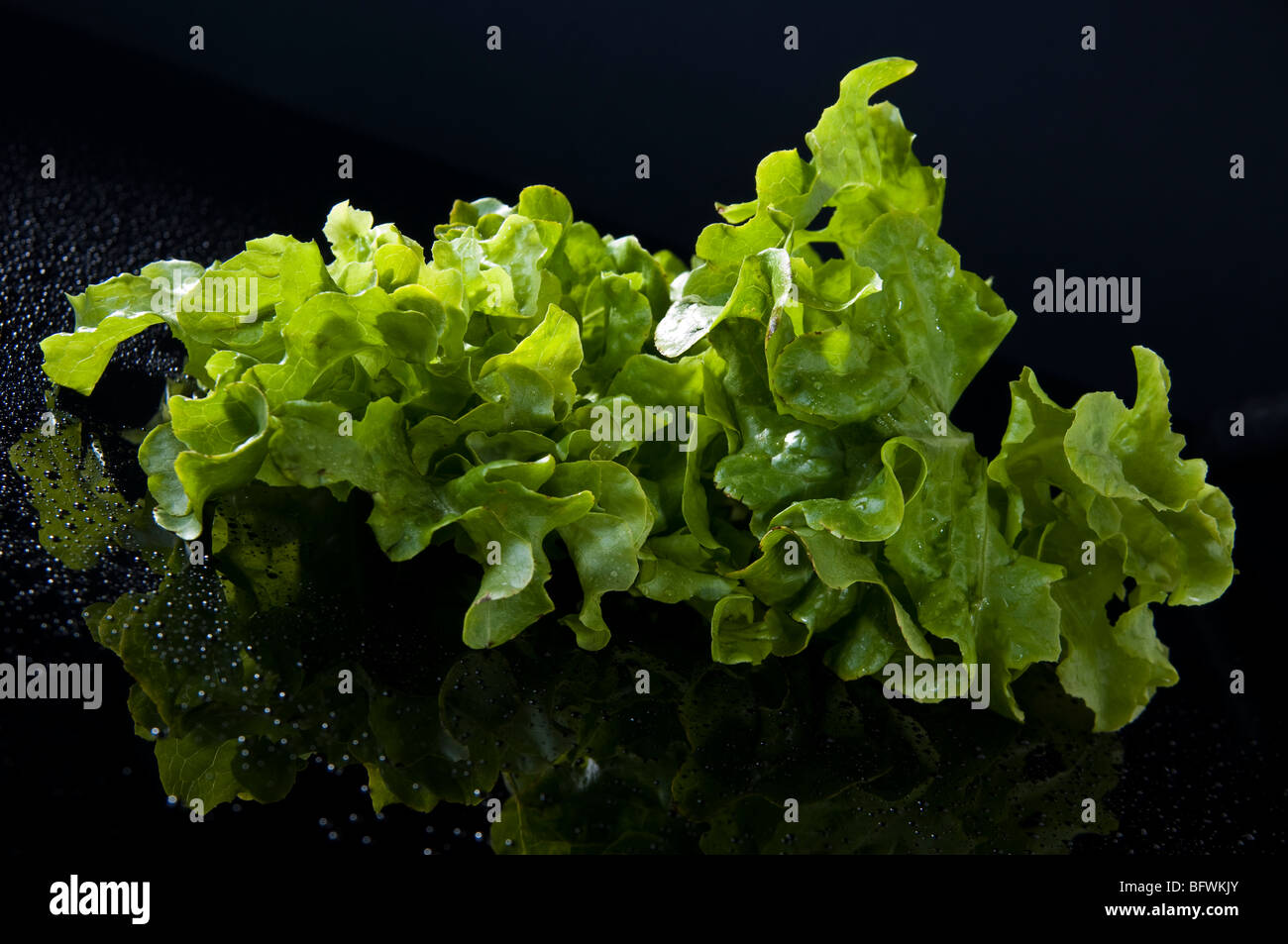 The lettuce plant has a short stem initially (a rosette growth habit ...