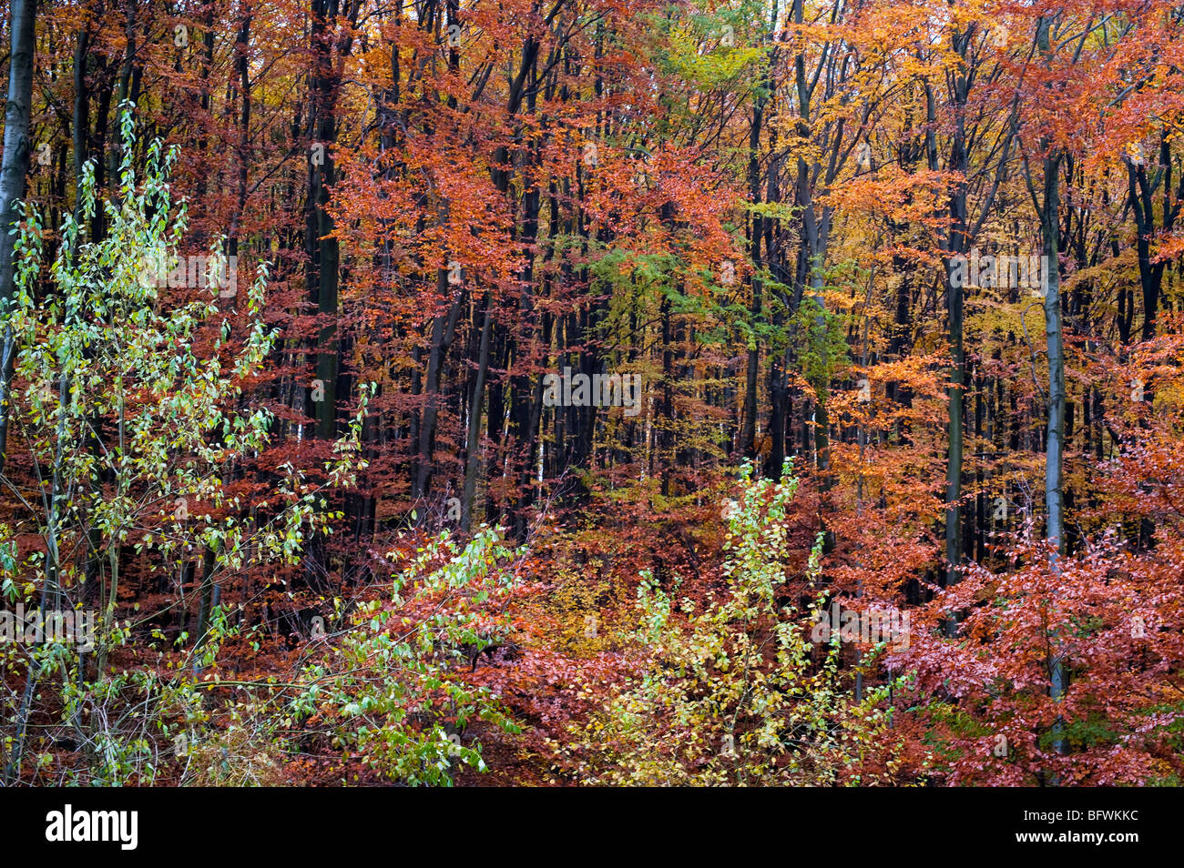 Color patterns hi-res stock photography and images - Alamy