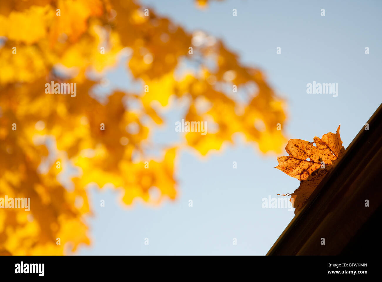 Fallen eaves hi-res stock photography and images - Alamy