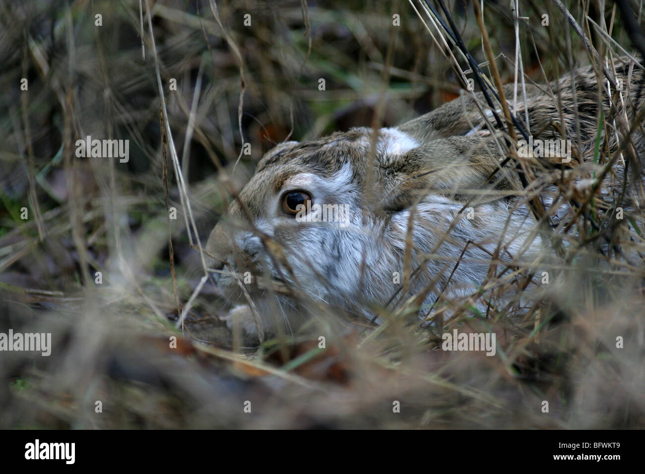 Brown hare hiding for photographer Stock Photo - Alamy