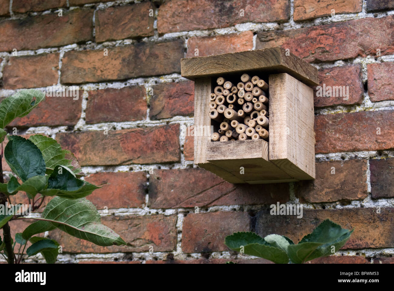 Solitary bee nest box fixed to garden wall Stock Photo - Alamy