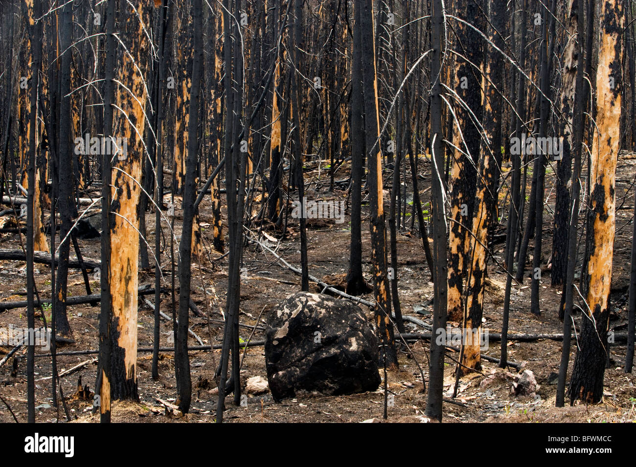 Forest fire regeneration. Charred tree trunks, Greater Sudbury, Ontario ...