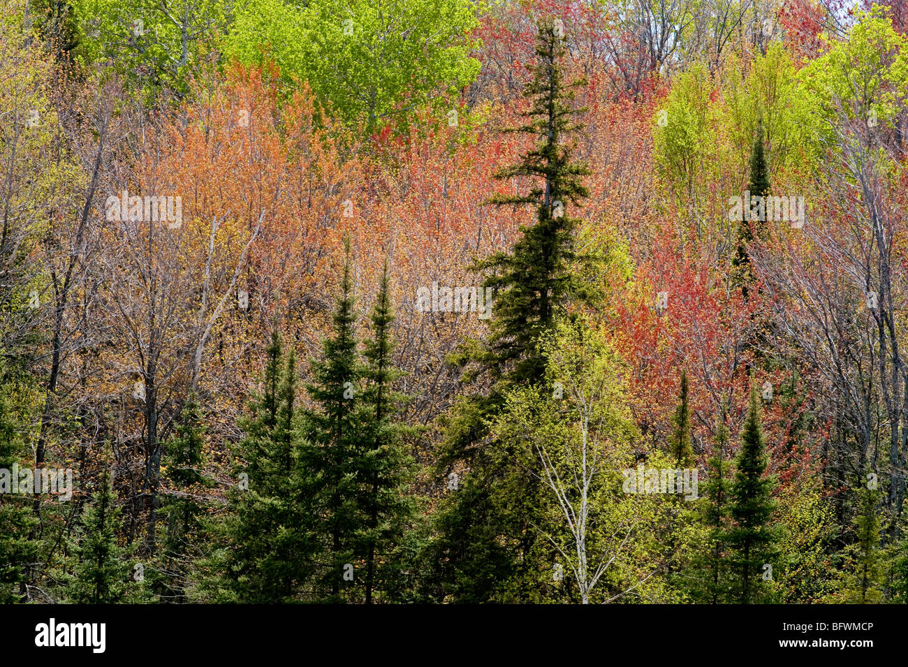 Canada maple trees spring hi-res stock photography and images - Alamy