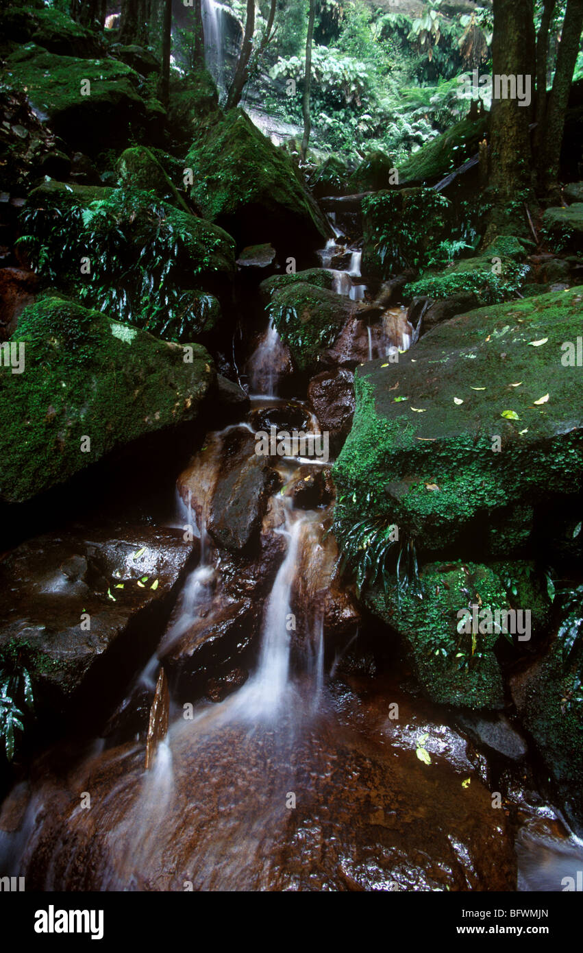 A small waterfall in a rain forest Stock Photo - Alamy