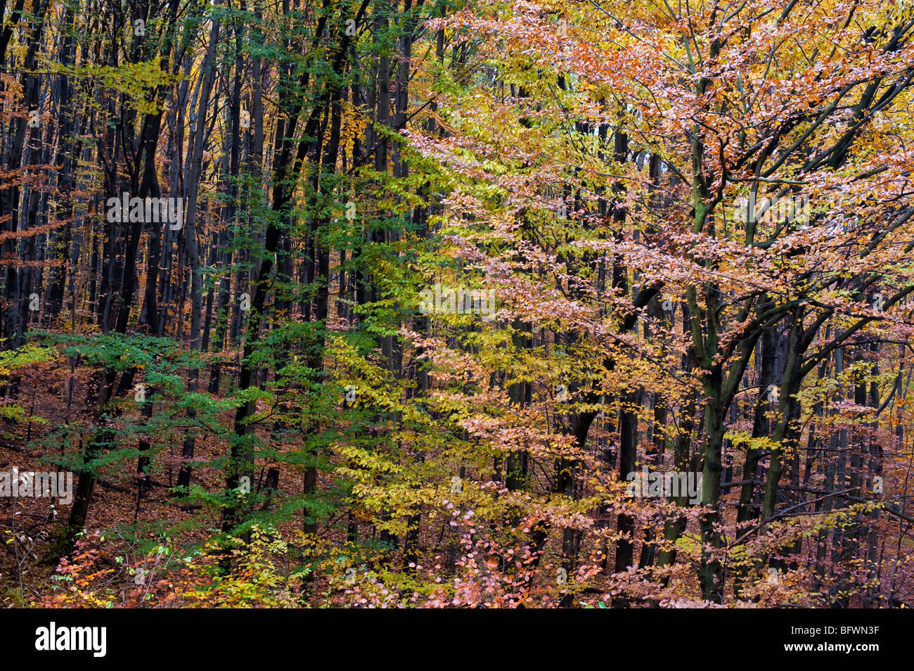 Color patterns in autumn forest Stock Photo - Alamy