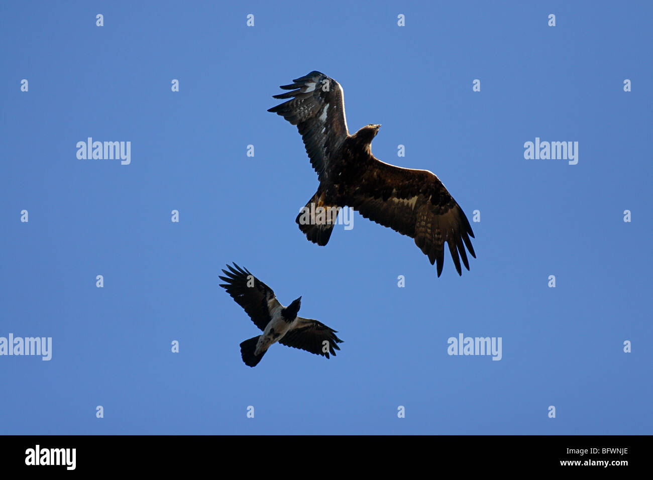 Eagle chasing prey hi-res stock photography and images - Alamy